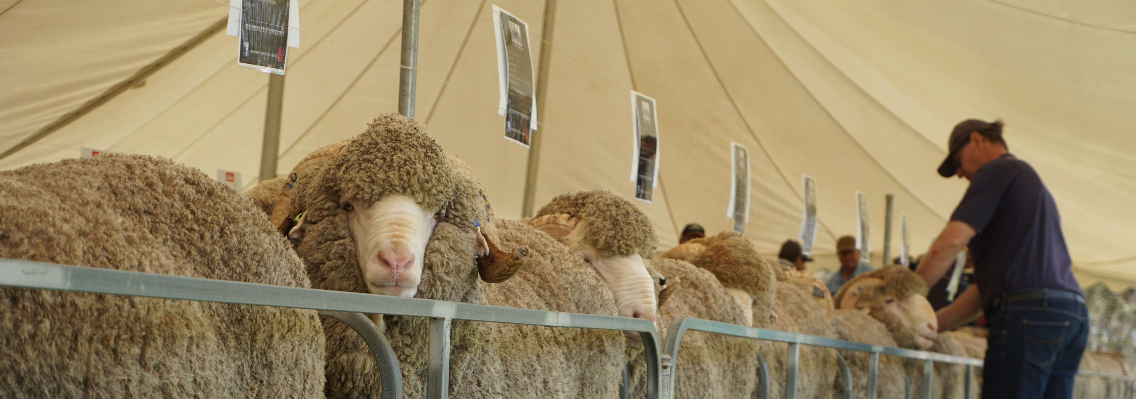 Westray Merinos