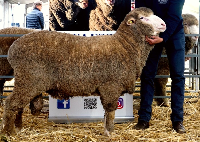 Westray Poll Merino Rams